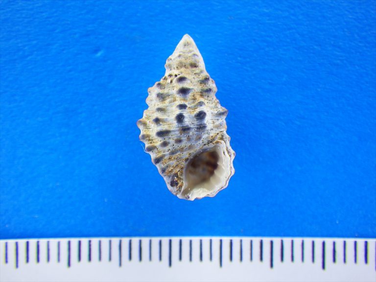 え～よんファイル 海産マクロベントス版2015 | 株式会社プラントビオ